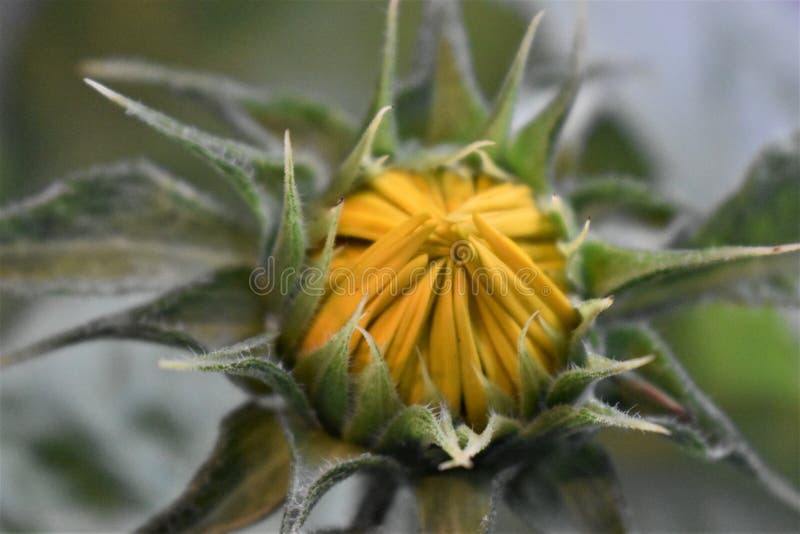 Sunflower Just before Blooming Phase Stock Image - Image of green ...