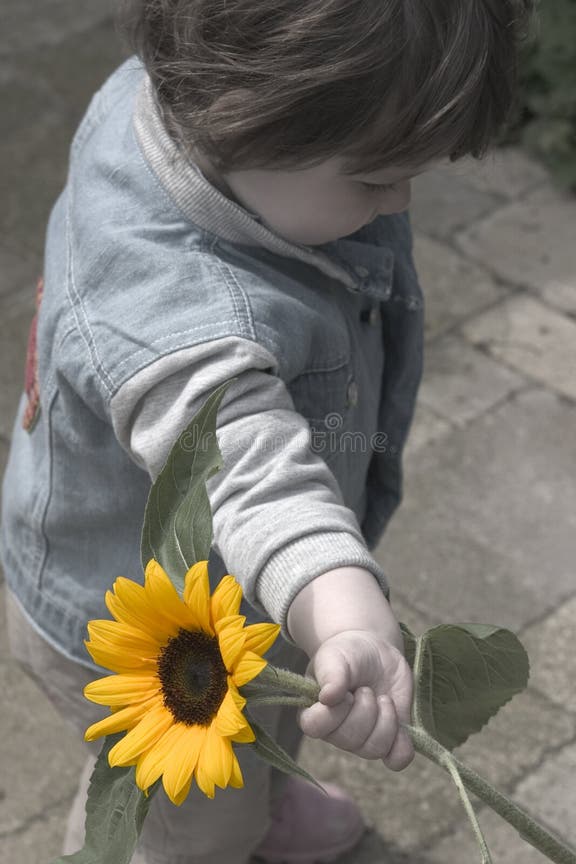 Sunflower Kid stock photo. Image of flowers, present, hold - 955740