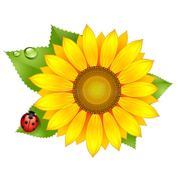 Ladybug Sunflower Stock Illustrations – 494 Ladybug Sunflower Stock ...