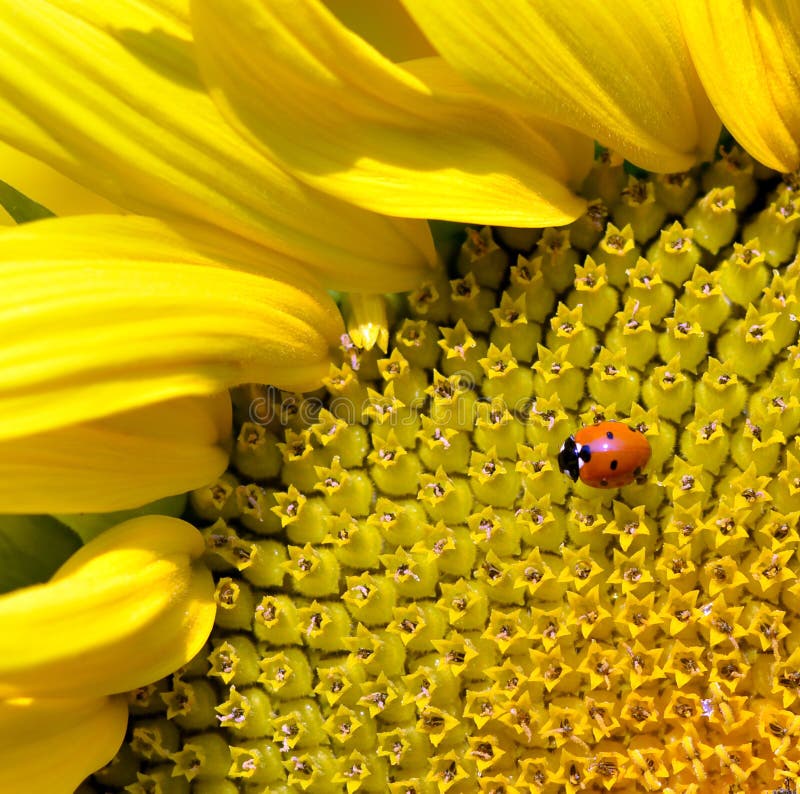Sunflower and ladybug stock image. Image of leaf, plant - 27628827