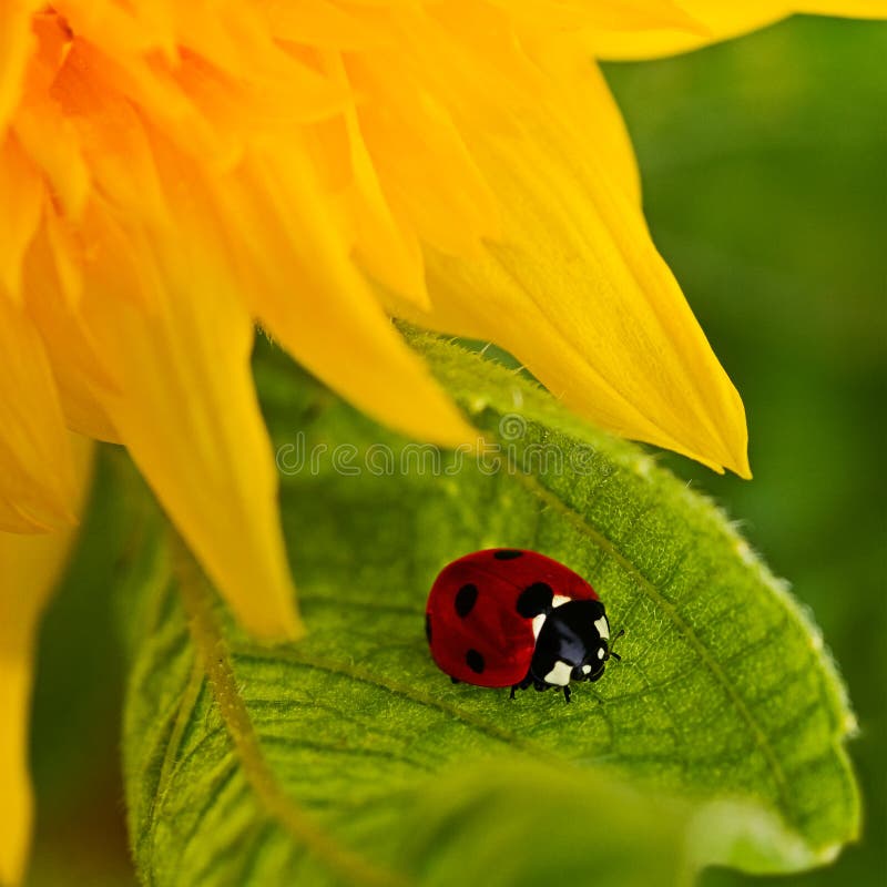 Sunflower and ladybug stock image. Image of leaf, plant - 27628827