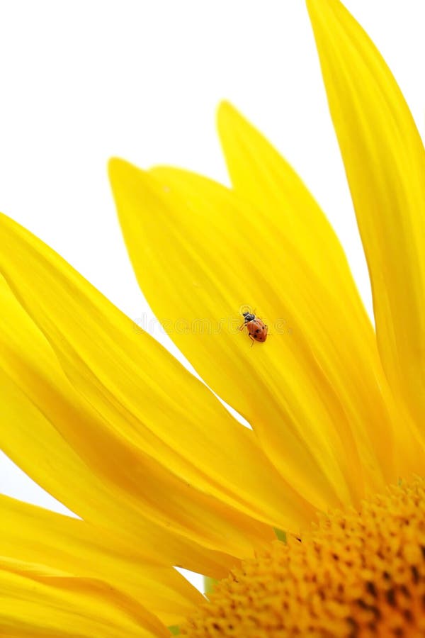 Sunflower and ladybug stock image. Image of leaf, plant - 27628827