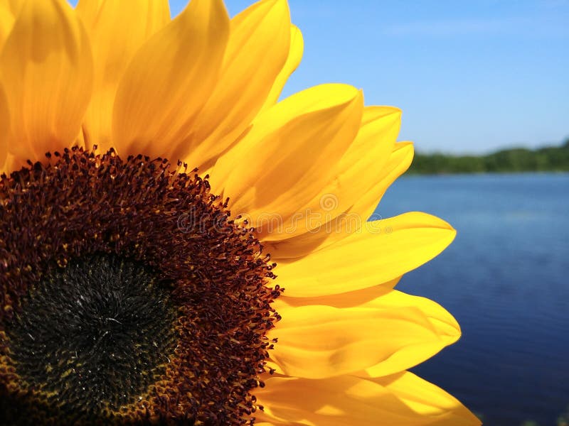 Sunflower stock image. Image of sunshine, color, lake - 98658393