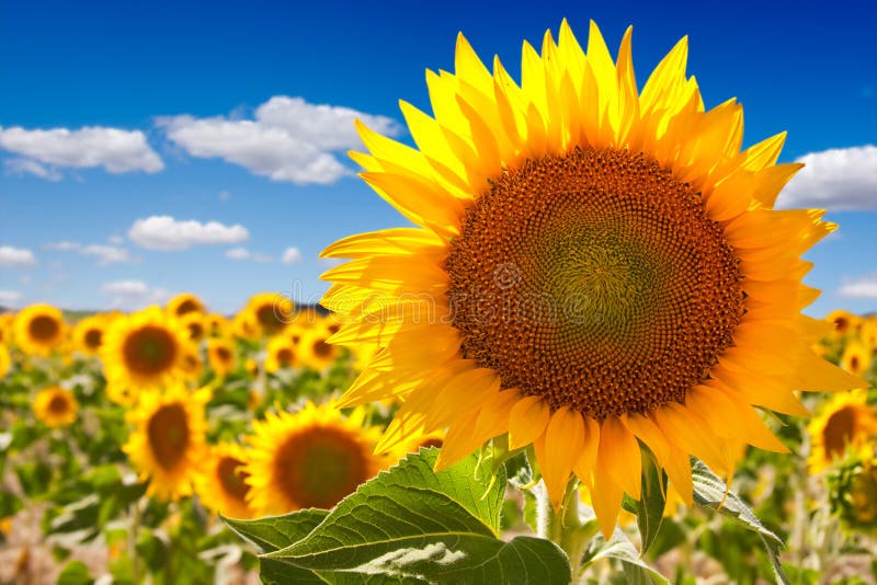 Sunflower landscape stock photo. Image of landscape, growth - 16510072