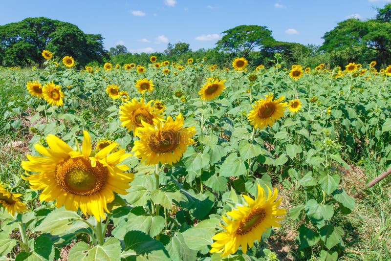 Sunflower Landscape Background Stock Image - Image of beauty, farm ...