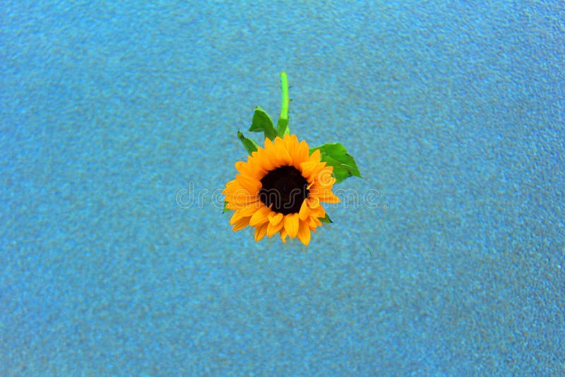 Sunflower stock image. Image of blooms, regions, crops - 55926667