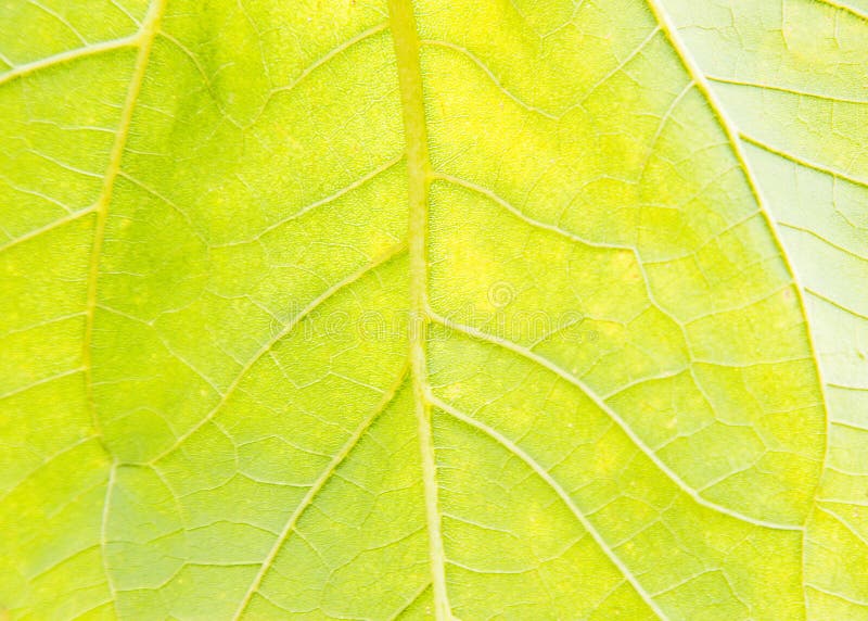 Sunflower Leaf Garden, Texture,Agriculture,flower,botany Stock Photo ...