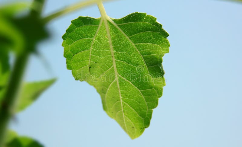 Sunflower leaf stock image. Image of background, beauty - 43689875