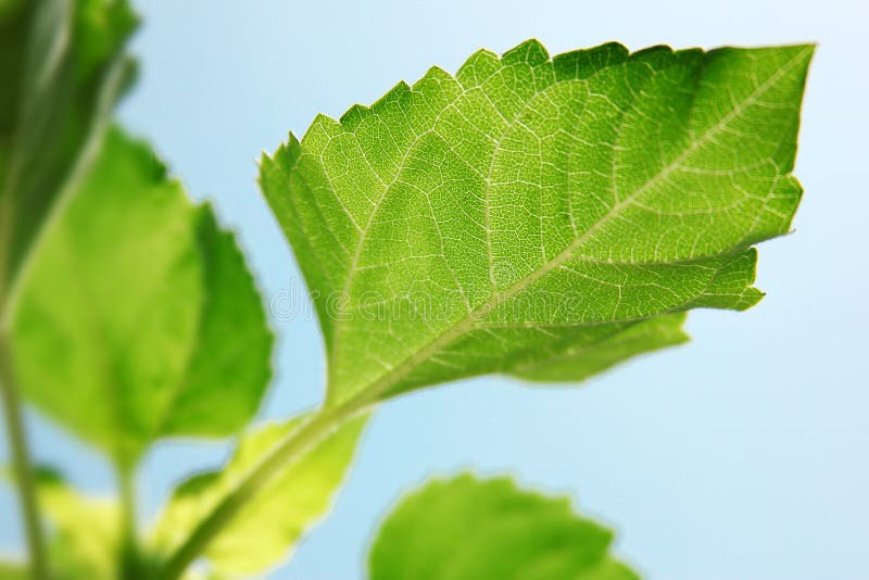 Sunflower leaf stock image. Image of nature, sunshine - 60202719