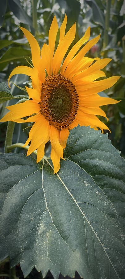 Sunflower with Leaf stock photo. Image of agriculture - 269668636