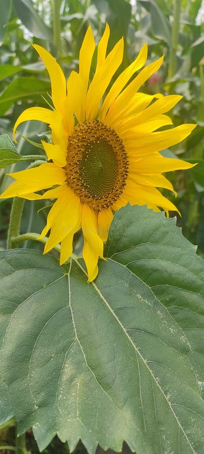 Sunflower with Leaf stock photo. Image of flower, leaf - 269668650