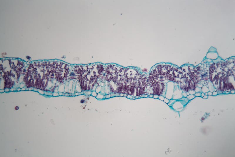 Sunflower Leaf Under the Microscope Stock Photo - Image of phloem ...