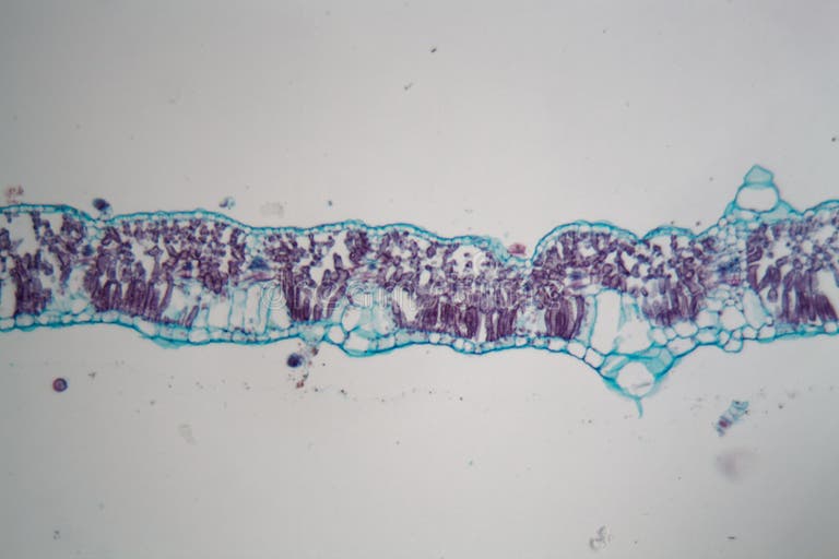 Sunflower Leaf Under the Microscope Stock Photo - Image of phloem ...