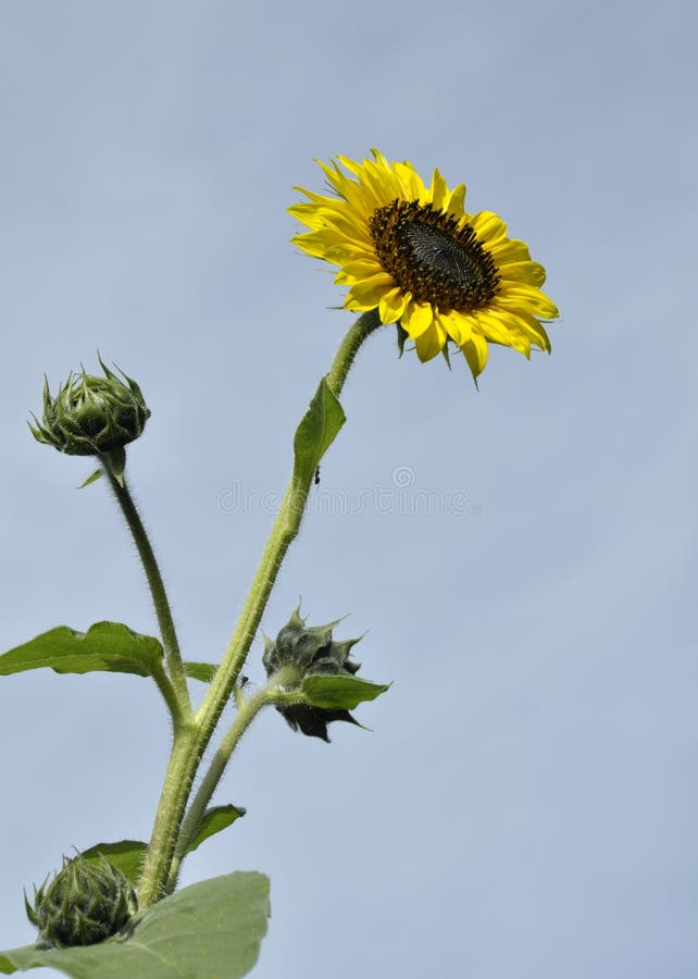 Sunflower with Light Blue Sky Background Stock Image - Image of ...