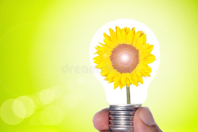 Sunflower in a light bulb stock photo. Image of pollution - 42986416