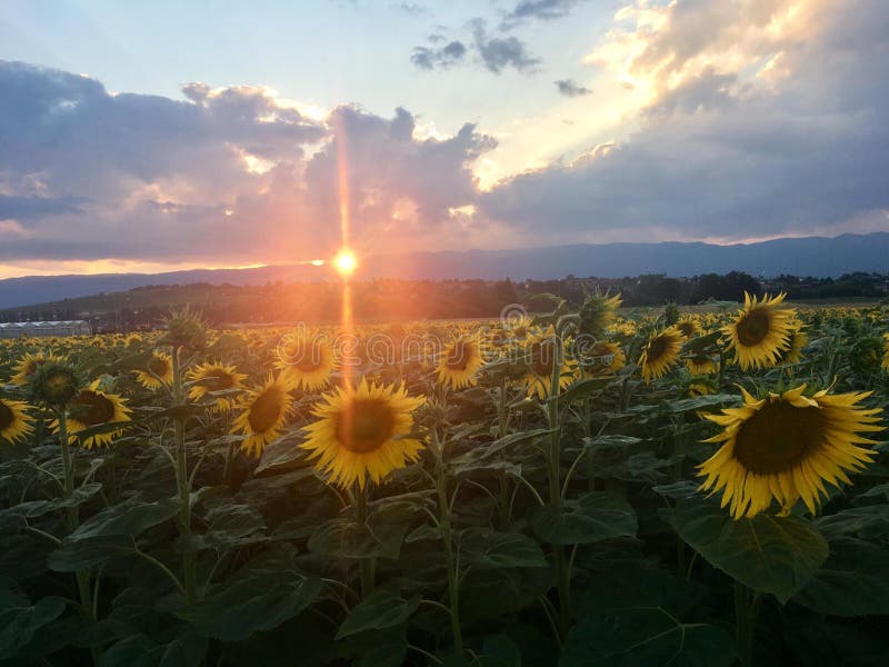 Sunflower light stock photo. Image of horizon, sunlight - 261847918