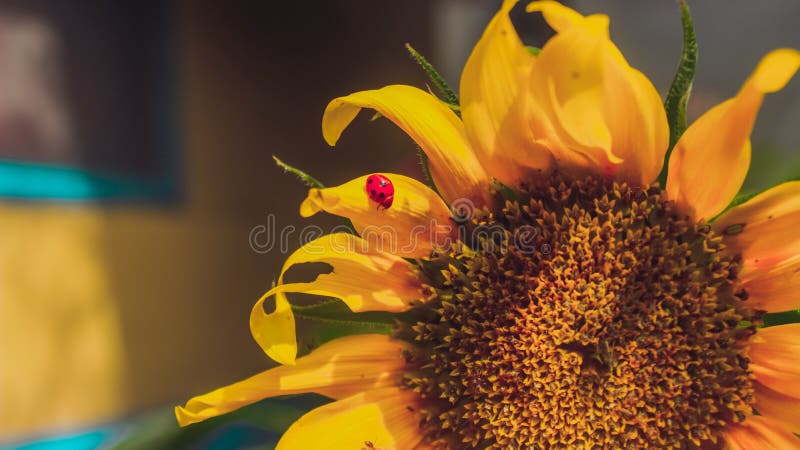 A Sunflower with Little Ladybug Cute Stock Photo - Image of morning ...