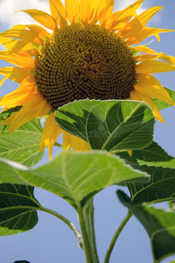 Look from Below at the Tops of the Trees Stock Photo - Image of single ...