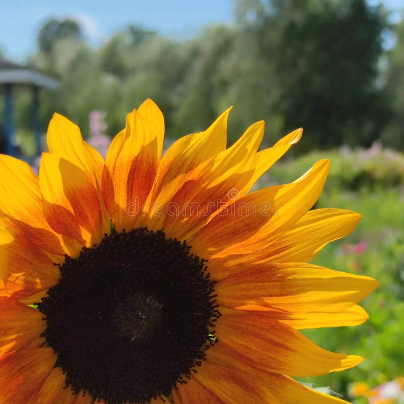Sunflower looking big stock image. Image of wildflower - 265944637