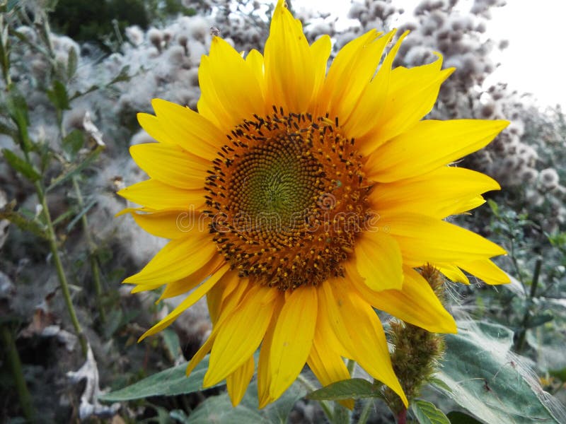 Sunflower. Looking so Powerful with All that Purity Stock Photo - Image ...