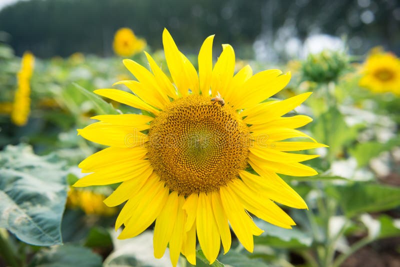 Sunflower stock photo. Image of summer, farm, yellow - 95061298