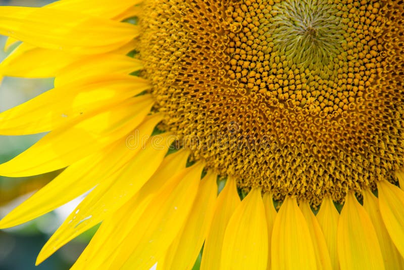 Sunflower stock image. Image of seed, blooming, summer - 95061613