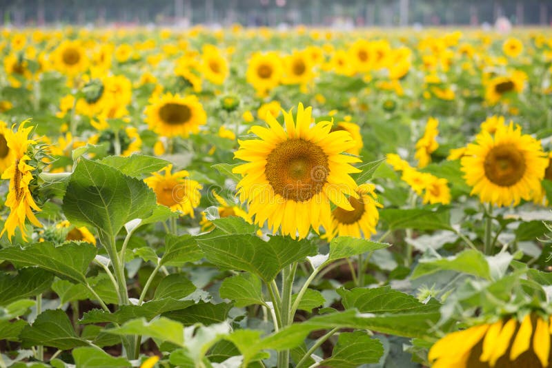 Sunflower stock image. Image of field, sunflower, plant - 95062847