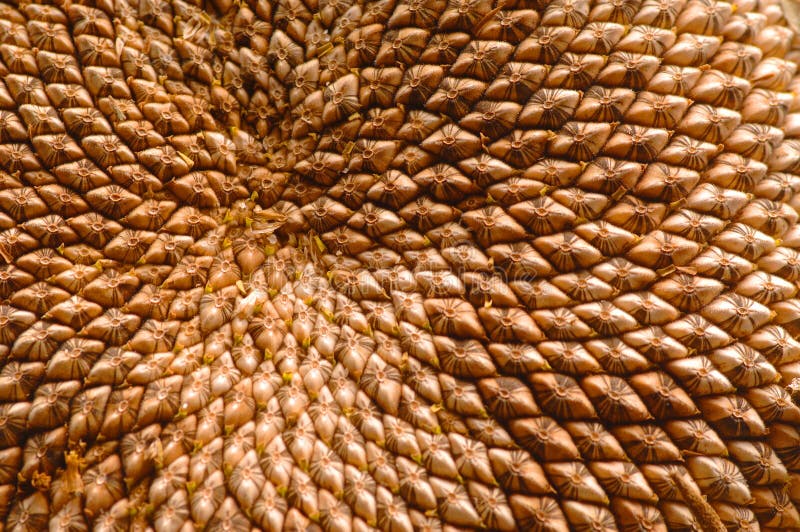 Sunflower Pod stock image. Image of macro, sunflowers, flower - 633121