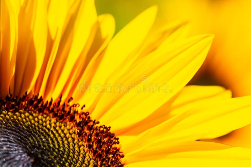 Sunflower Macro Sunflower Alone Nature Stock Photo - Image of leaf ...