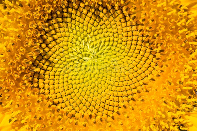 Sunflower structure stock image. Image of passion, beautiful - 96045847