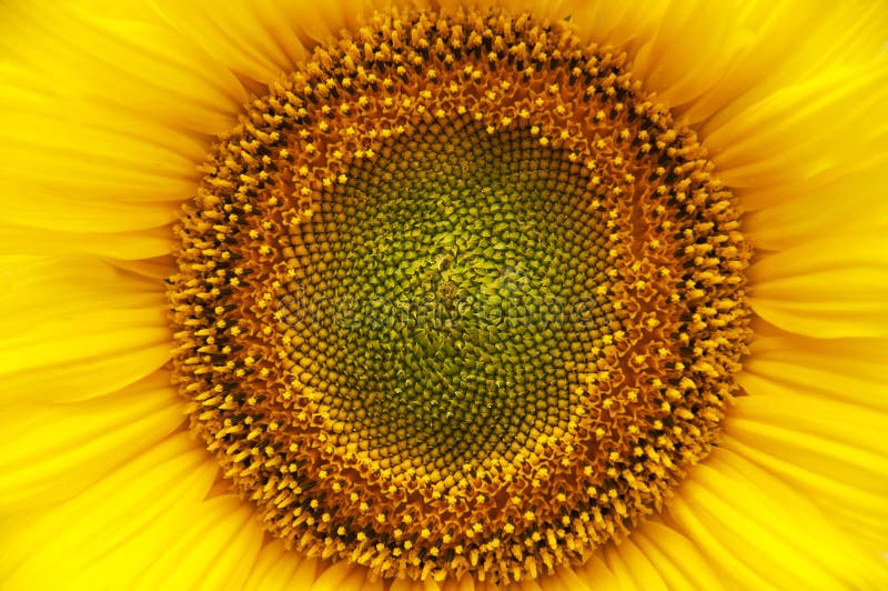 Sunflower Pod stock image. Image of macro, sunflowers, flower - 633121