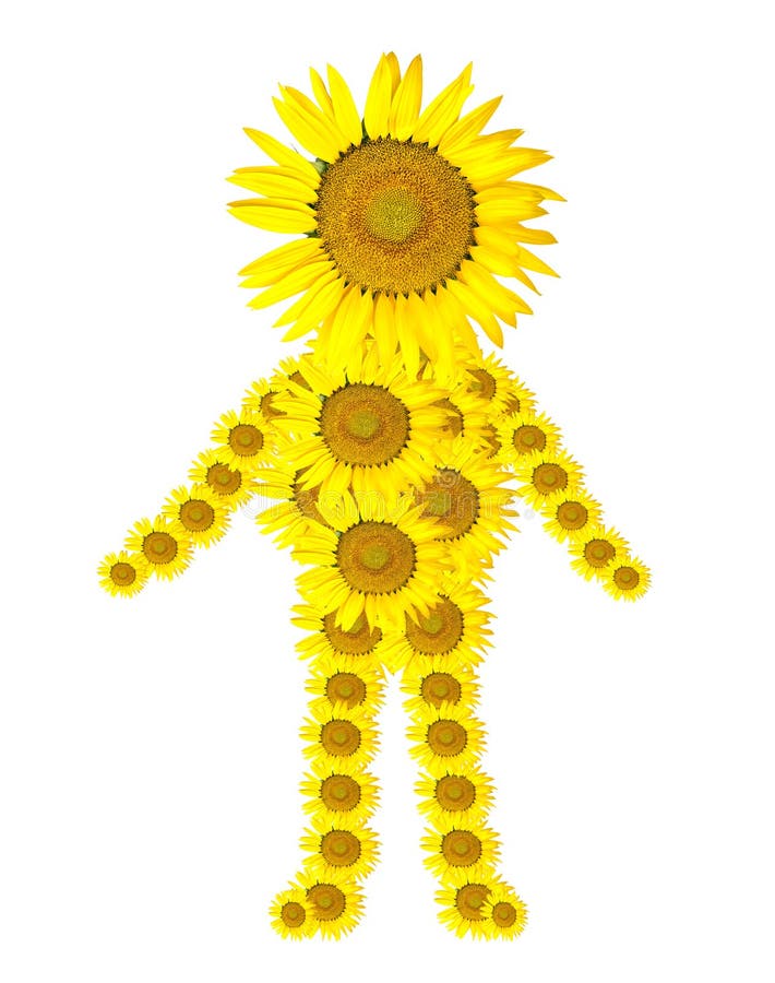 Sunflower Man Isolated on White Stock Photo - Image of botany, color ...