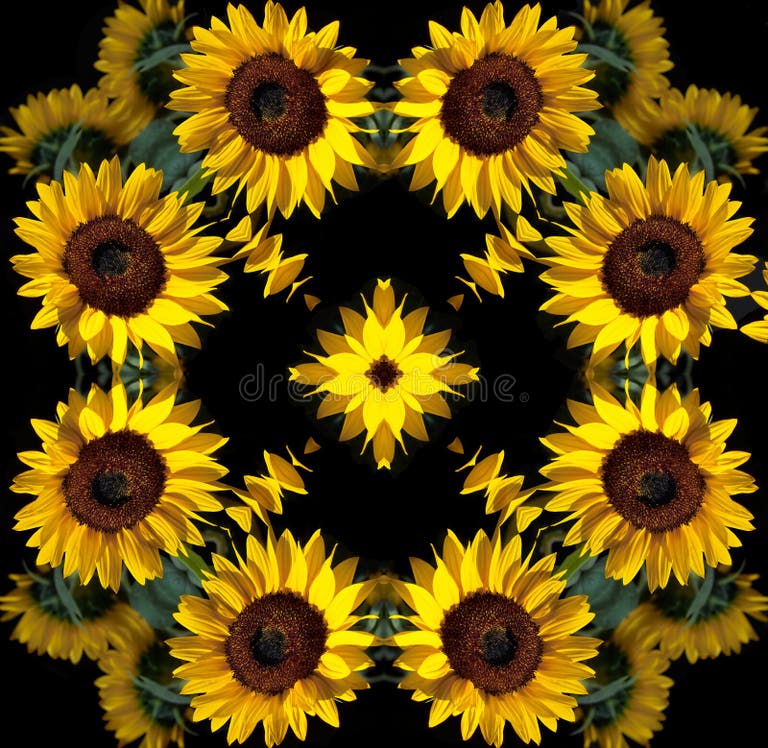 Sunflower Mandala Stock Illustrations – 2,933 Sunflower Mandala Stock ...
