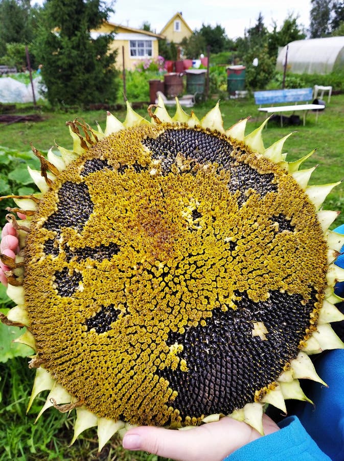 Sunflower map stock photo. Image of flower, vegetable - 200450402