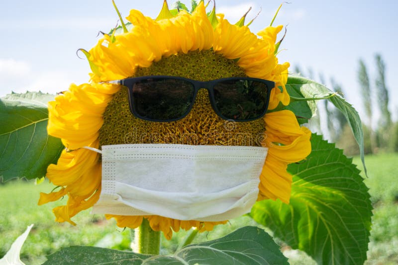 Sunflower mask sunglasses stock image. Image of garden - 225281031