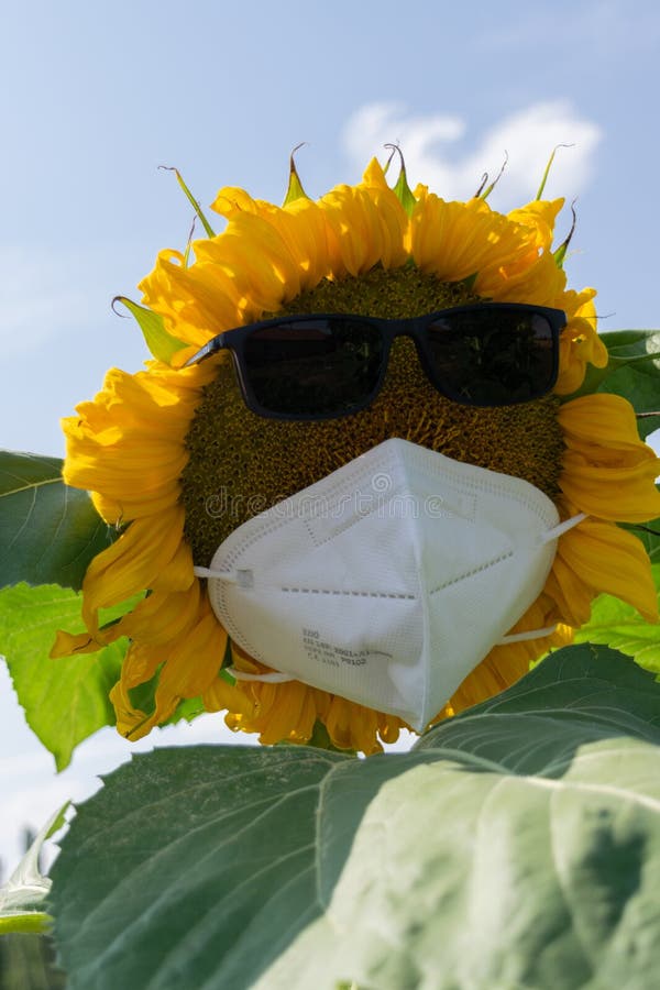 Sunflower mask sunglasses stock photo. Image of isolated - 225281060