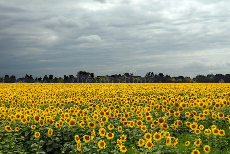 Sunflower on a Meadow with Overcast Sky Stock Image - Image of green ...