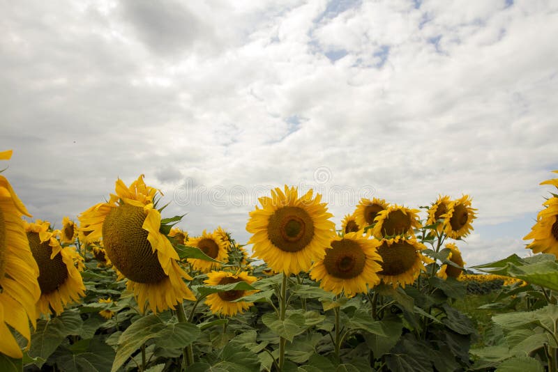 Sunflower on a Meadow with Overcast Sky Stock Image - Image of blooming ...