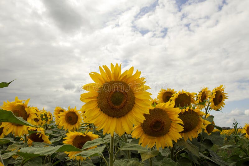 Sunflower on a Meadow with Overcast Sky Stock Image - Image of head ...