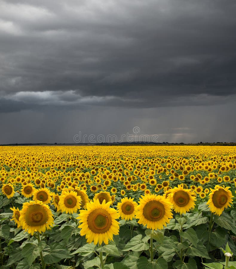 Sunflower on a Meadow with Overcast Sky Stock Photo - Image of meadow ...