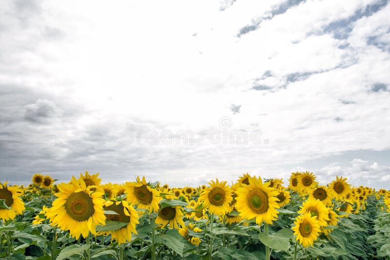 Sunflower on a Meadow with Overcast Sky Stock Photo - Image of growth ...