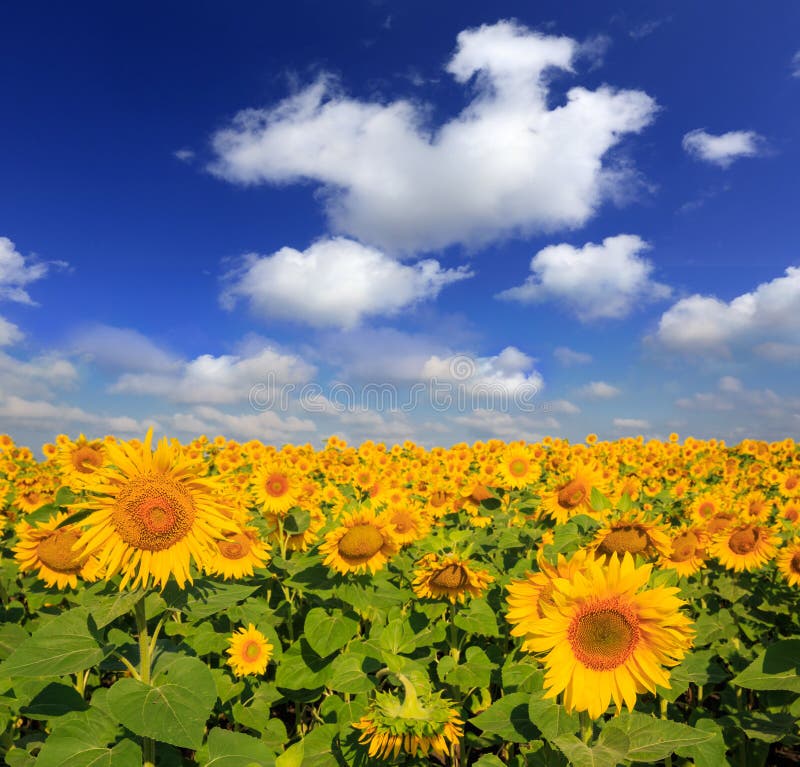 Sunflower Meadow Under Nice Sky Stock Photo - Image of landscape ...