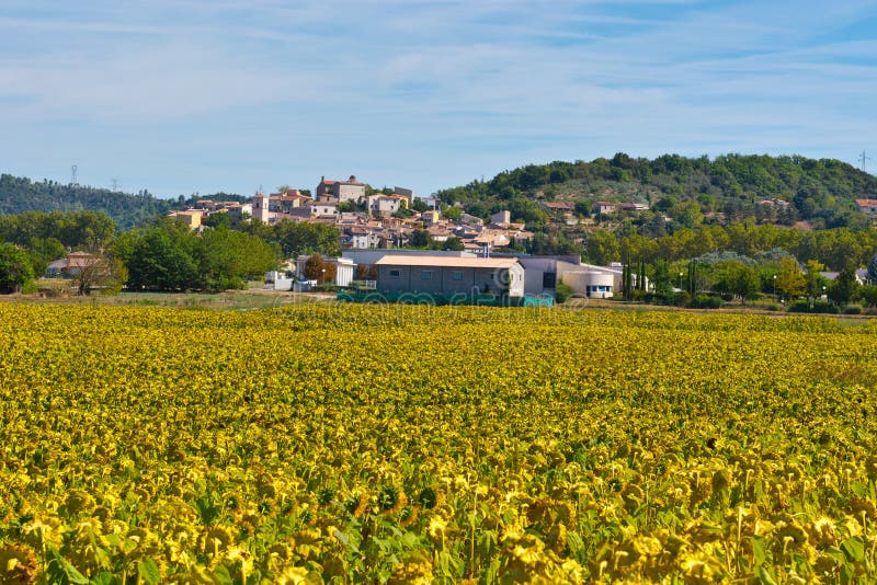 Sunflower stock image. Image of golden, house, agriculture - 35229861