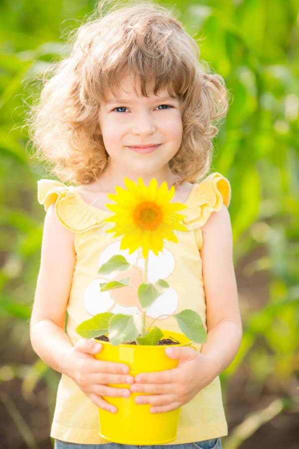 Sunflower in metal bucket stock photo. Image of nature - 37366516