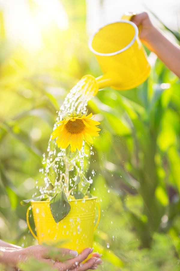 Sunflower in metal bucket stock photo. Image of metal - 37353384
