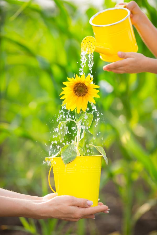 Sunflower in metal bucket stock image. Image of holiday - 37624103