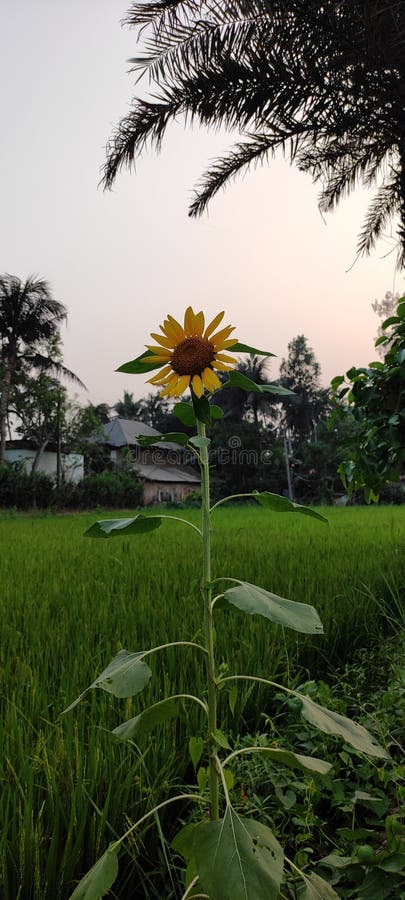 Sunflower(yellow) stock photo. Image of middle, sunflower - 215134202