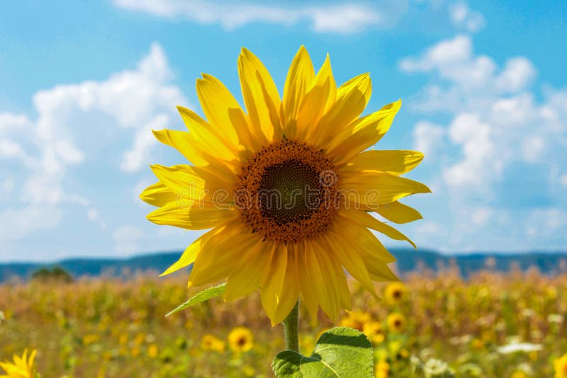 Sunflower stock photo. Image of field, august, helianthus - 44402408