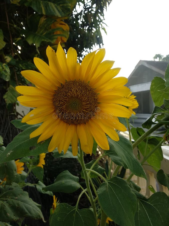 Sunflower in the morning stock photo. Image of morning - 200260046
