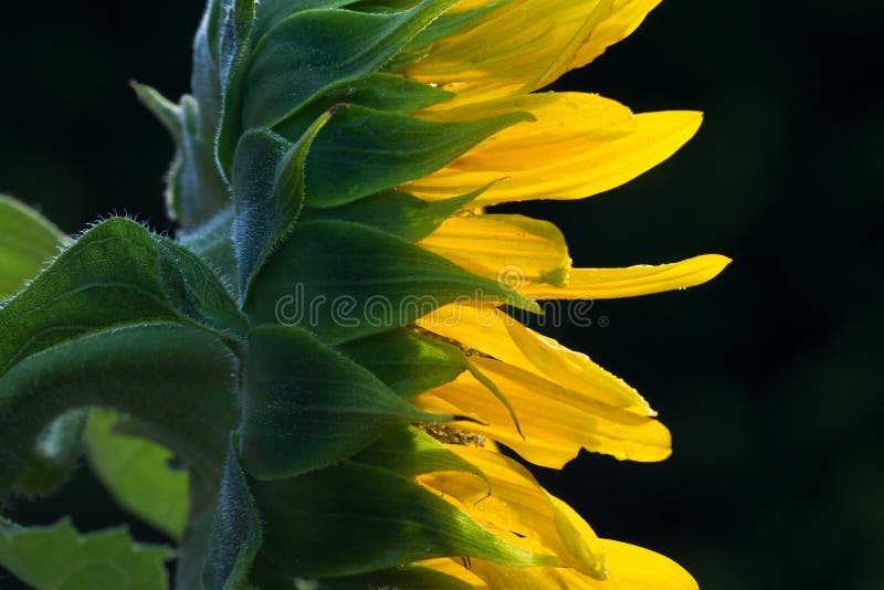 Sunflower stock image. Image of yellow, object, single - 32341307